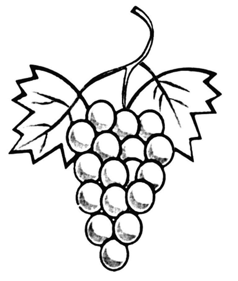 Raisin Dessin Beau Galerie Coloriage Grappe De Raisin - Coloriage Raisin Dessin Beau Galerie Coloriage Grappe De Raisin - Coloriage