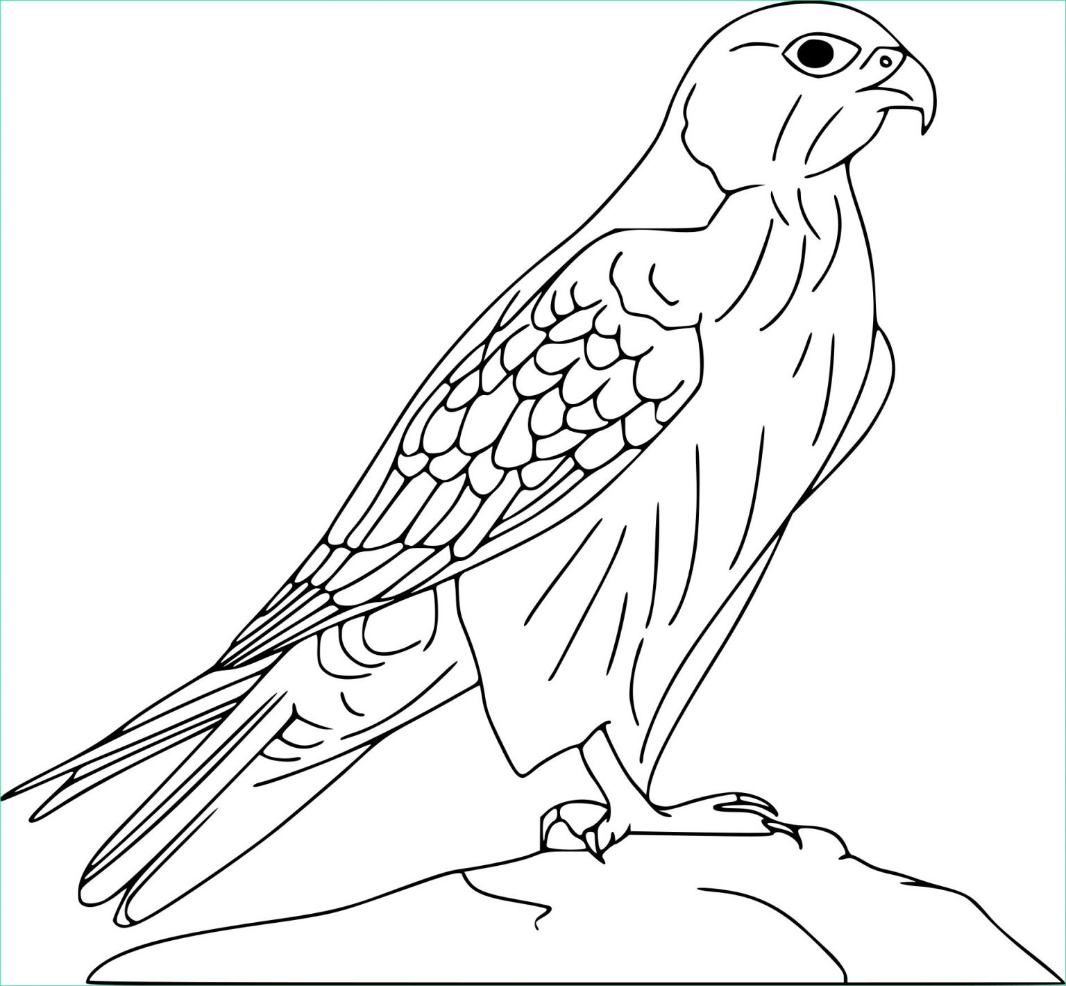 Dessin Facile A Colorier Unique Stock Coloriage Faucon à Imprimer Et ... Dessin Facile A Colorier Unique Stock Coloriage Faucon à Imprimer Et ...